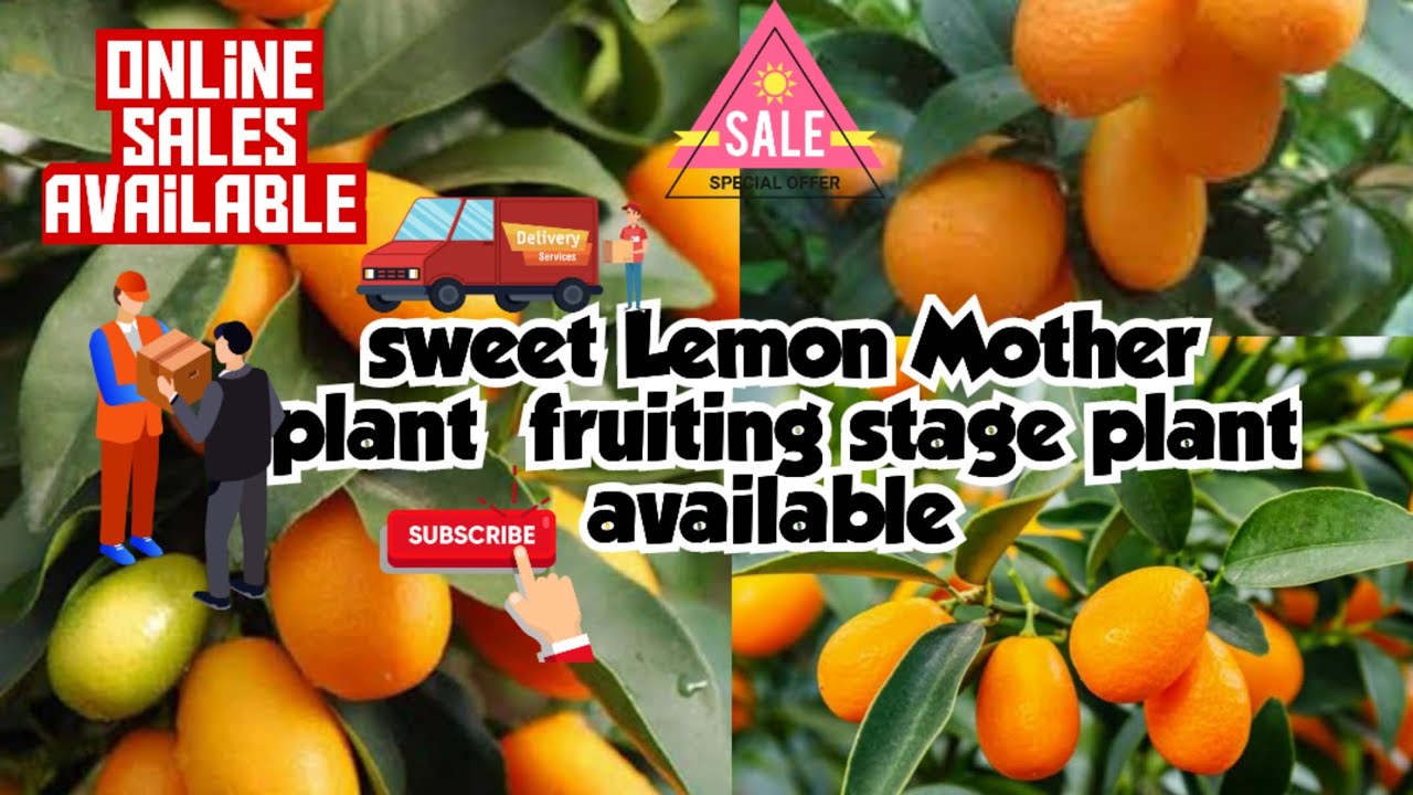 Sweet Lemon Mother plant fruiting stage plant available #garden #rare # ...