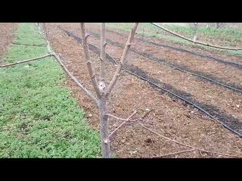 3 yaşında  güçlü bir kiraz fidanı budaması