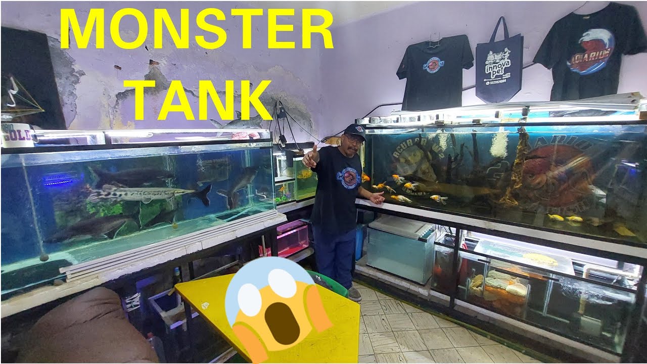 Los Monster Tank Solo Acuarios para Expertos ¿Será Verdad? (Chars ...