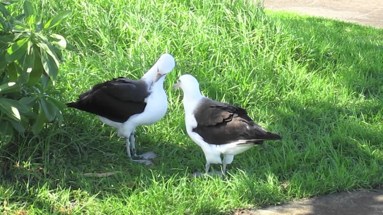 Laysan Albatross ("Moli" in Hawaiian) engaging in a beautiful courtship ...
