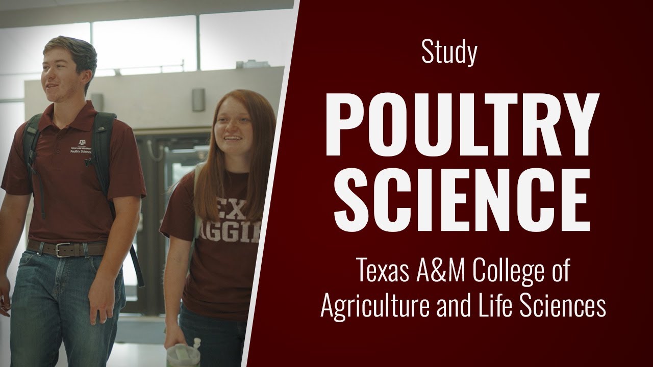 Study Poultry Science at the College of Agriculture and Life Sciences ...