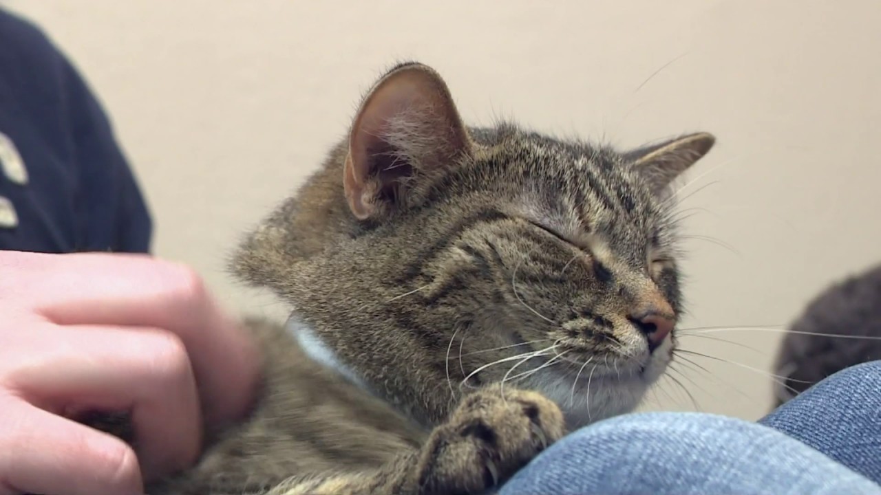 ARF Cat Adoption Program - YouTube