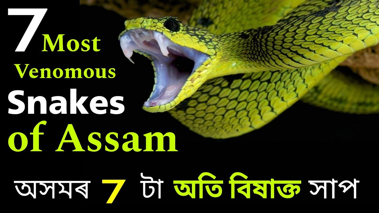 Top 7 Venomous Snakes of Assam || অসমত পোৱা 7 টা অতি বিষাক্ত সাপ ||Most ...