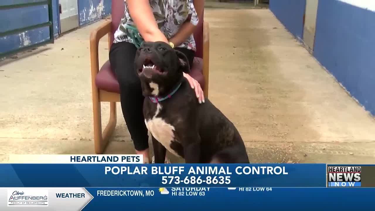 Heartland Pets feat. Grace 7/19 - YouTube