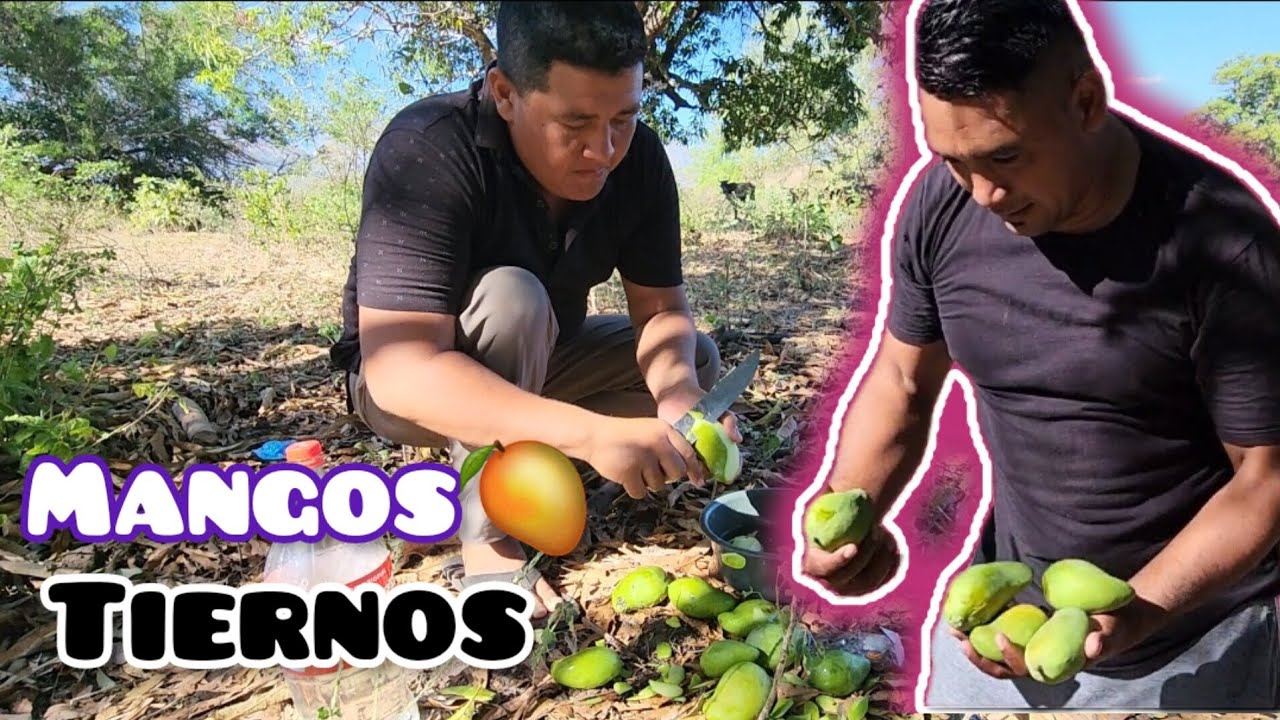 asi fue nuestra primer comelona de mangos este 2023 - YouTube