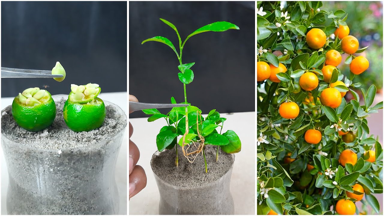 One Small orange Tree Grow Many Fruits | Grow orange Tree from fruits ...