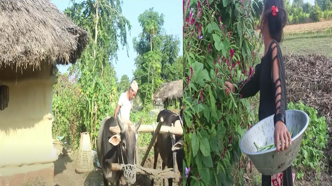 Ploughing in traditional way for farming purpose ll Collecting green ...