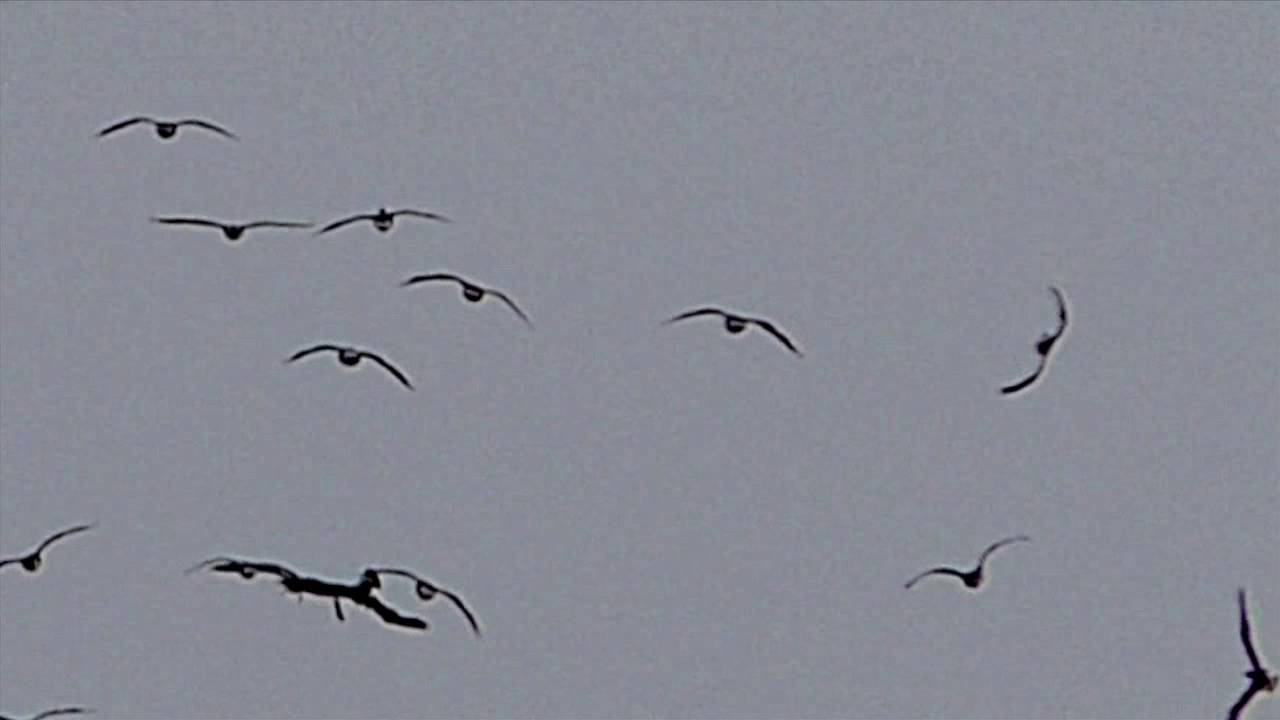Tumbling Snow Geese MBO blog - YouTube