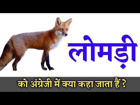 लोमड़ी को इंग्लिश में क्या कहते हैं।Lomdi meaning in english.Lomdi ko ...