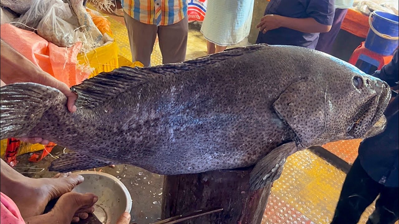 Amazing 31 Kg Giant Grouper Fish Cutting Skills In Fish Market | Fish ...