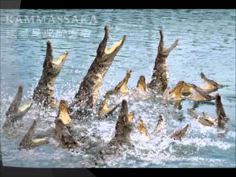 Metta Chanting 慈经 - YouTube