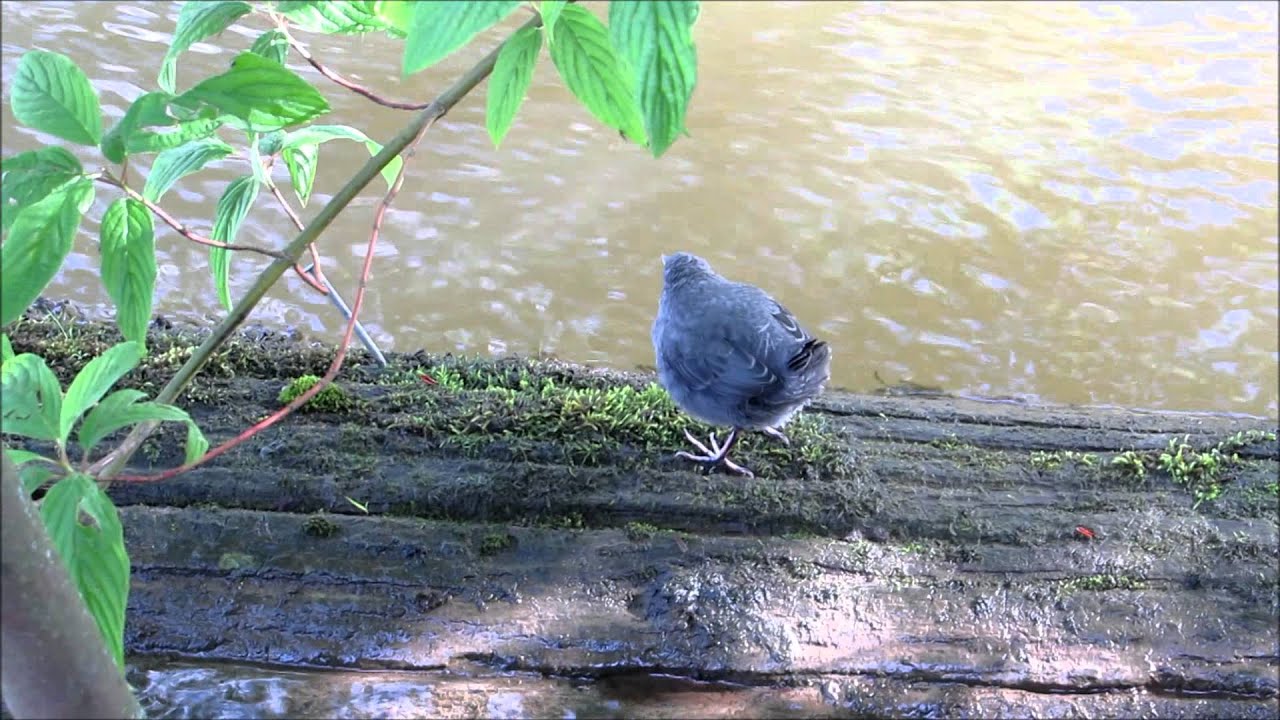 American dipper baby gets food and a song - YouTube