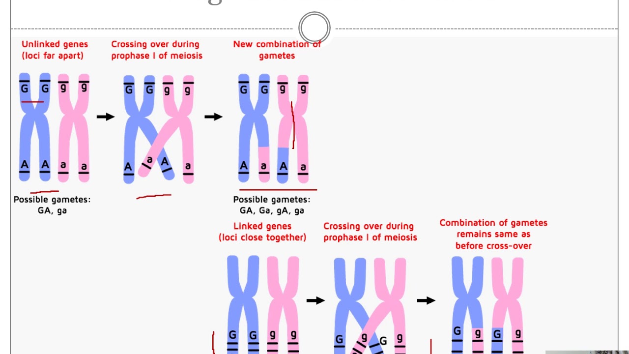 XII BIOLOGY CHAPTER 5 PRINCIPLE OF INHERITANCE & VARIATION LECTURE 4 ...