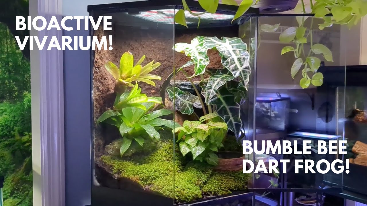 A Vivarium Upgrade for my Bumble Bee Dart Frog! - YouTube