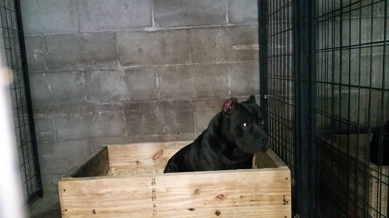 Big Johns Bully House - YouTube