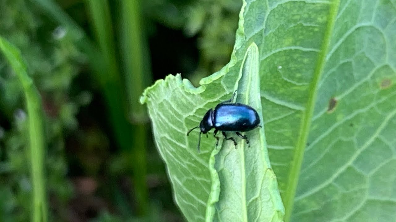 自然 生き物 観察 natural creature observation - YouTube