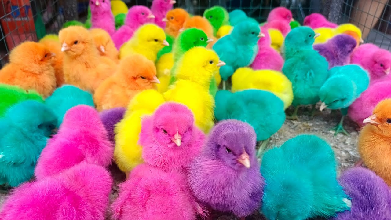 Catching chickens, cute chickens, rainbow chickens, animals cute ...