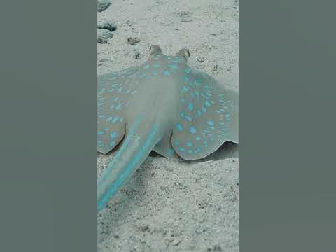 How many spots can you count? - YouTube