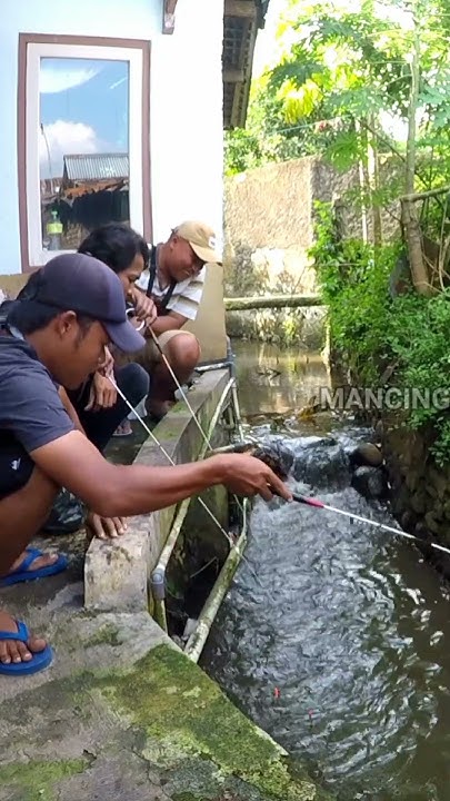 Gak Nyangka Mancing Di Belakang Rumah Warga Strike Ikan Bawal - YouTube