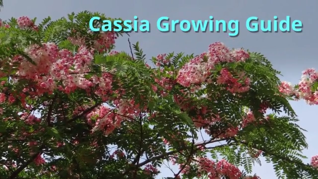 Cassia Growing Guide - YouTube