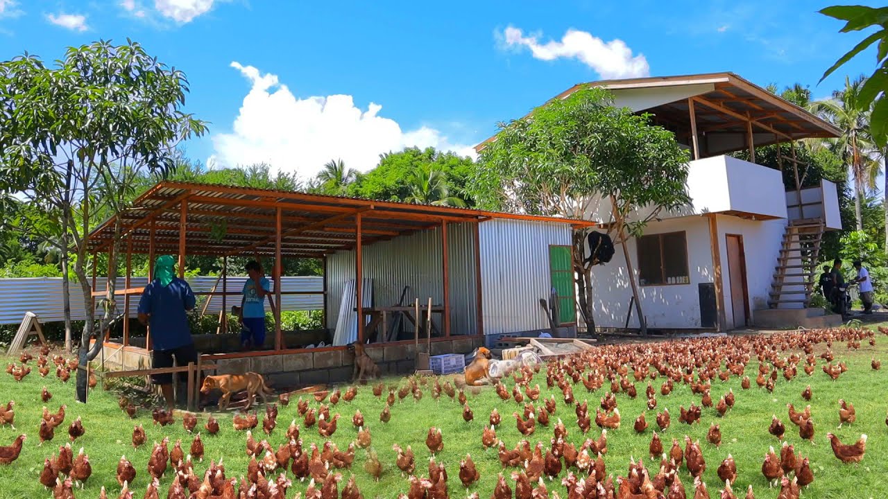 Fish Farming & Free range farming│Harvesting hundreds of fish ...