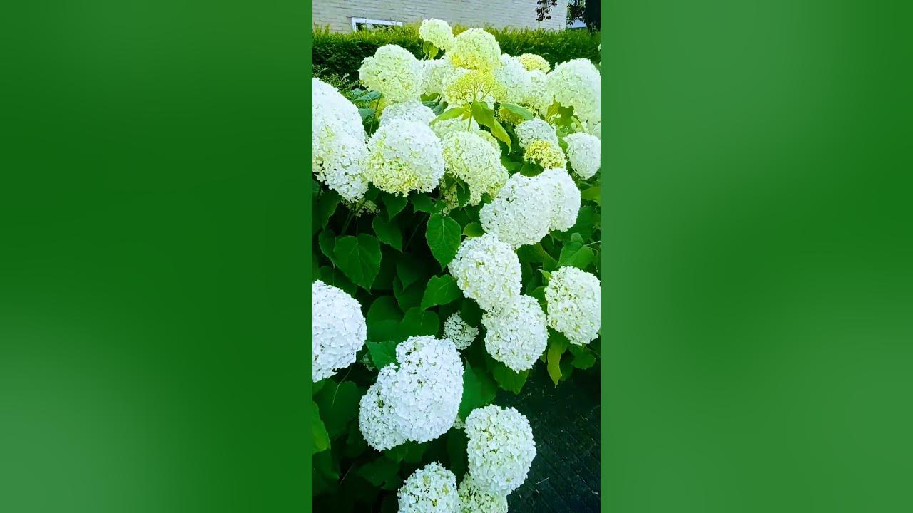 БУЛЬДОНЕШ - YouTube