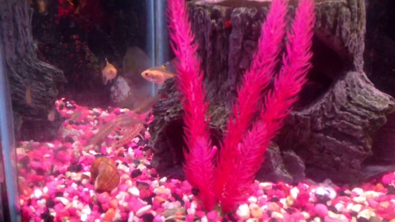 Gold dust molly Chinese algae eater tetra - YouTube