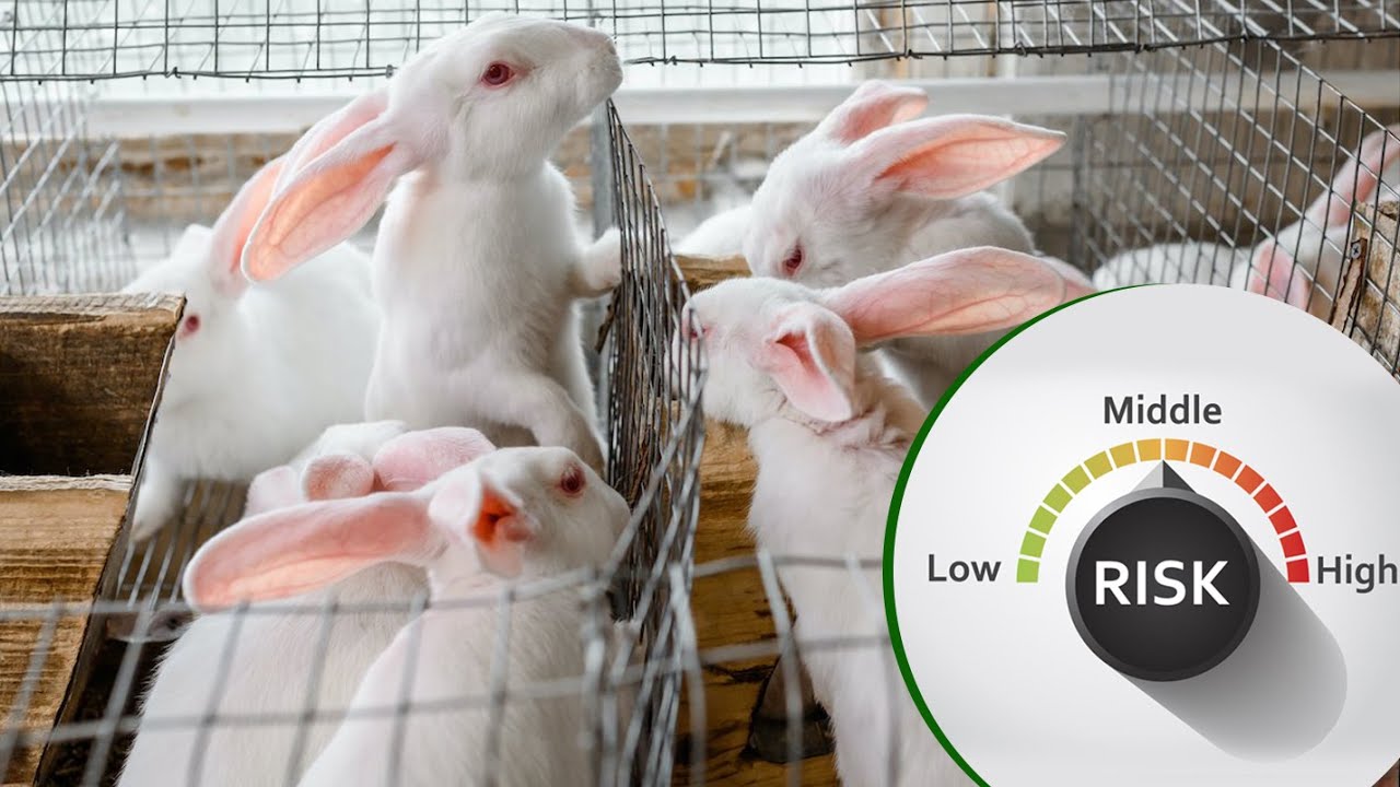 Risk in Rabbit Farming - YouTube