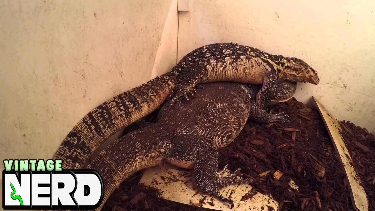 Breeding Water Monitors #2 - YouTube