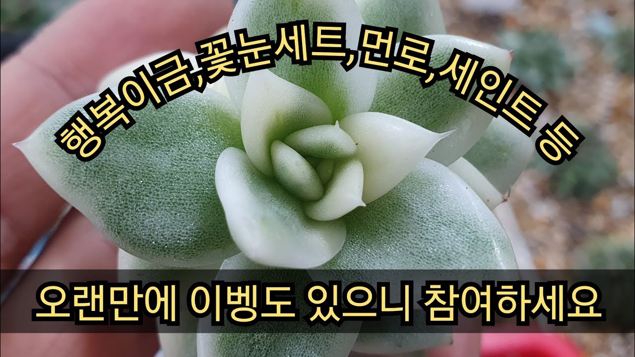 11월 29일 예쁜 꽃눈마리아금 세트 행복이금 등 좋은 아이들 구경해보세요 다육이 다육 다육식물 다육이금 다육이