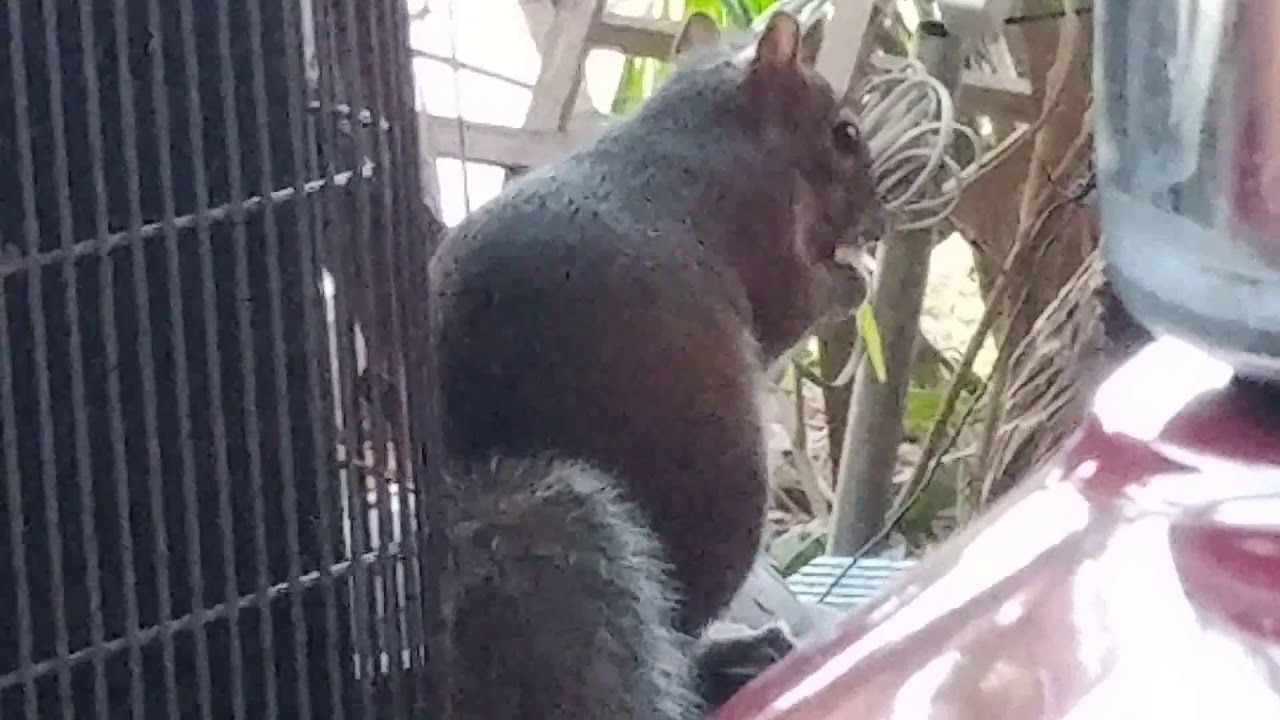 Saturday Squirrels - YouTube