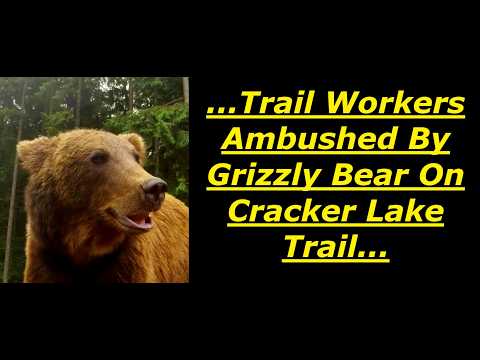 Scary Bear Attacks: Brown Bear Ambushes Glacier National Park Workers Who Followed The Rules