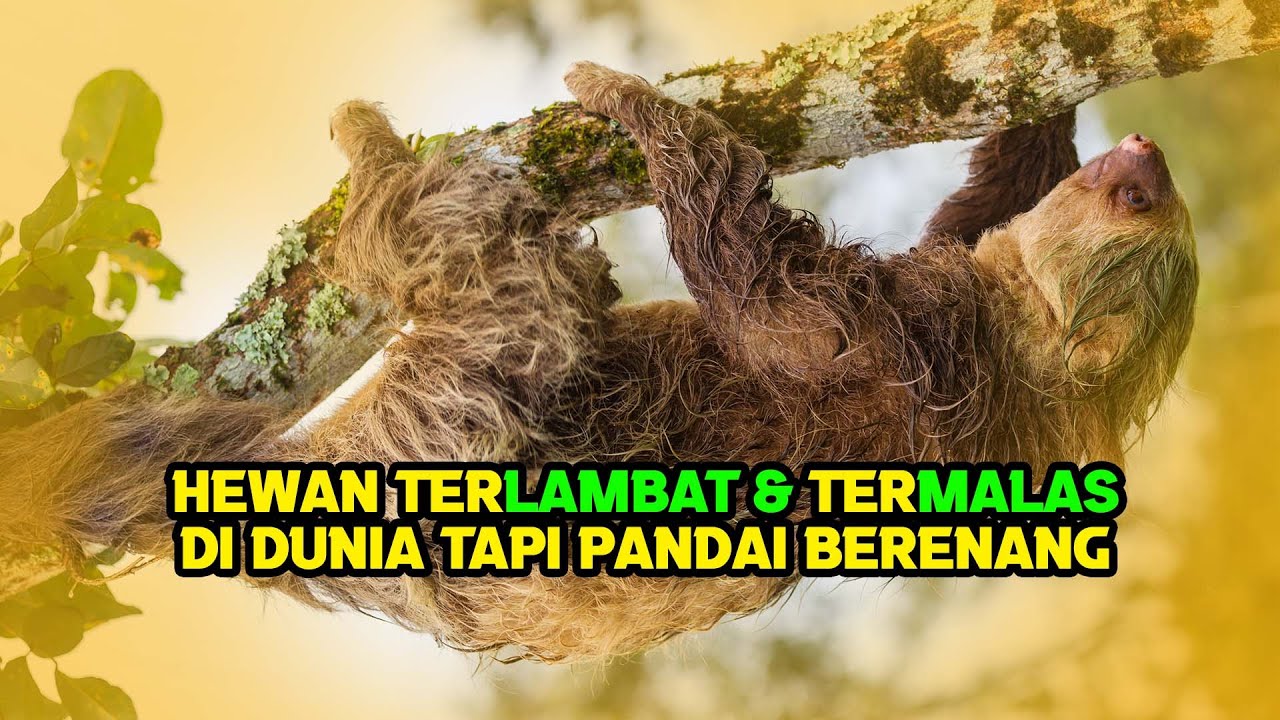 Slot Si Kukang Hewan Terlambat Dan Termaslas Di Dunia Dengan Cakar ...
