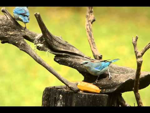 Sanhaçu-de-encontro-azul -Tangara cyanoptera na Reserva Guainumbi - YouTube