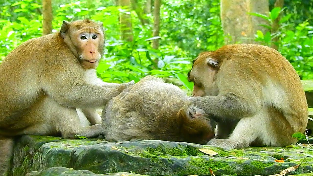 Wow, Which Is That Monkey So Important For King MAK & SUK Grooming ...