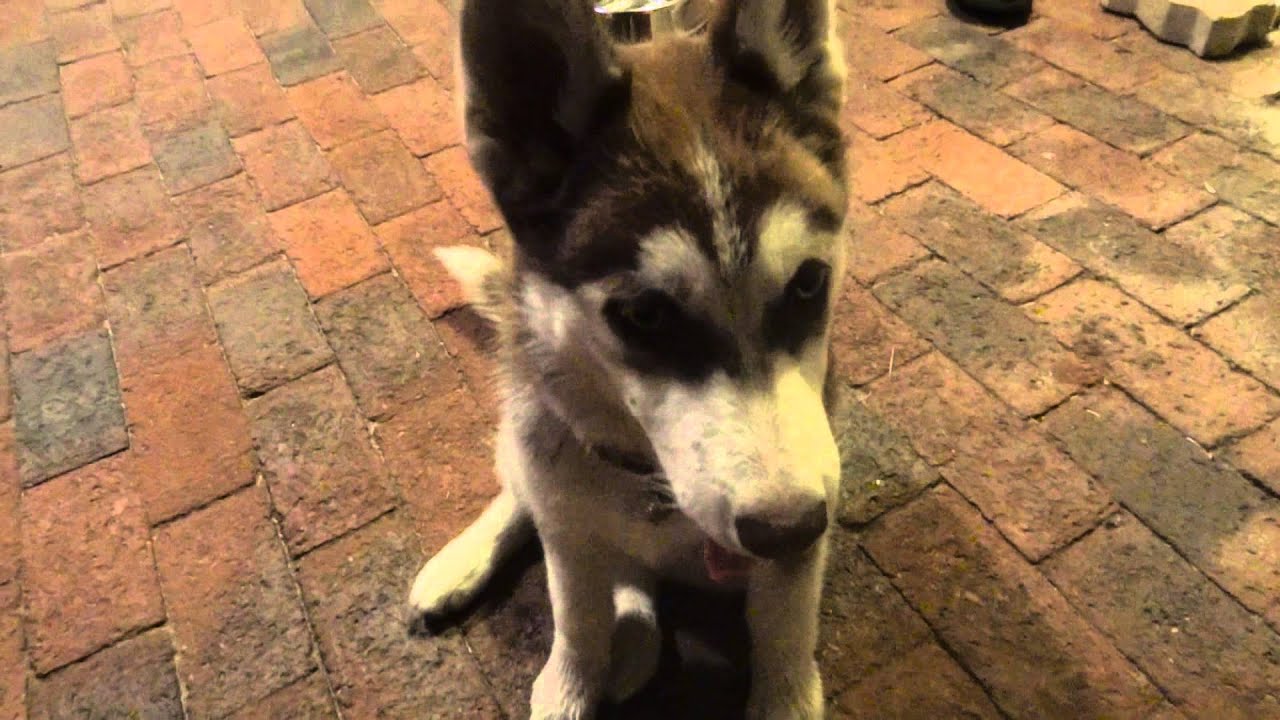 Siberian Husky Puppy talking back - YouTube