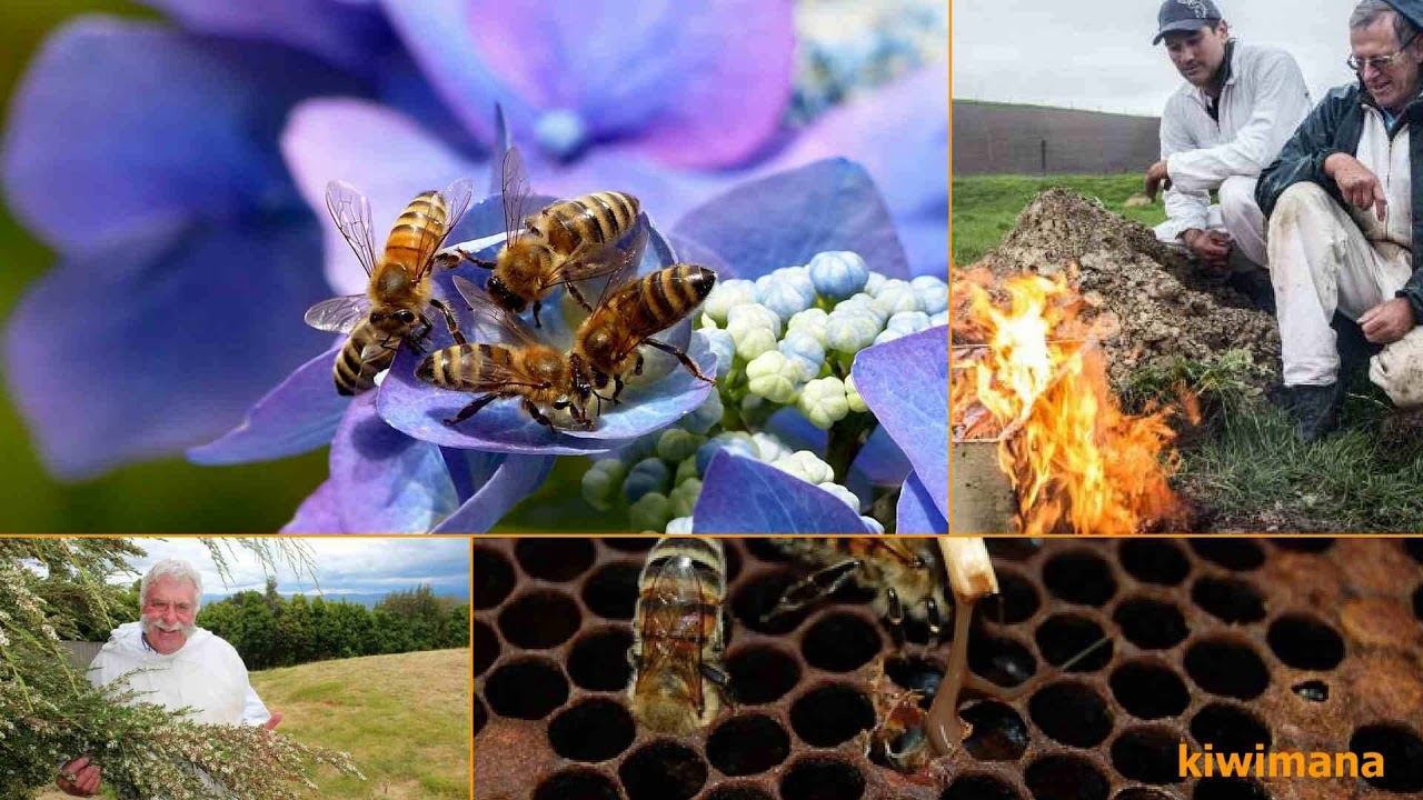 Summer Awesomeness in New Zealand Beekeeping - KM118 - YouTube