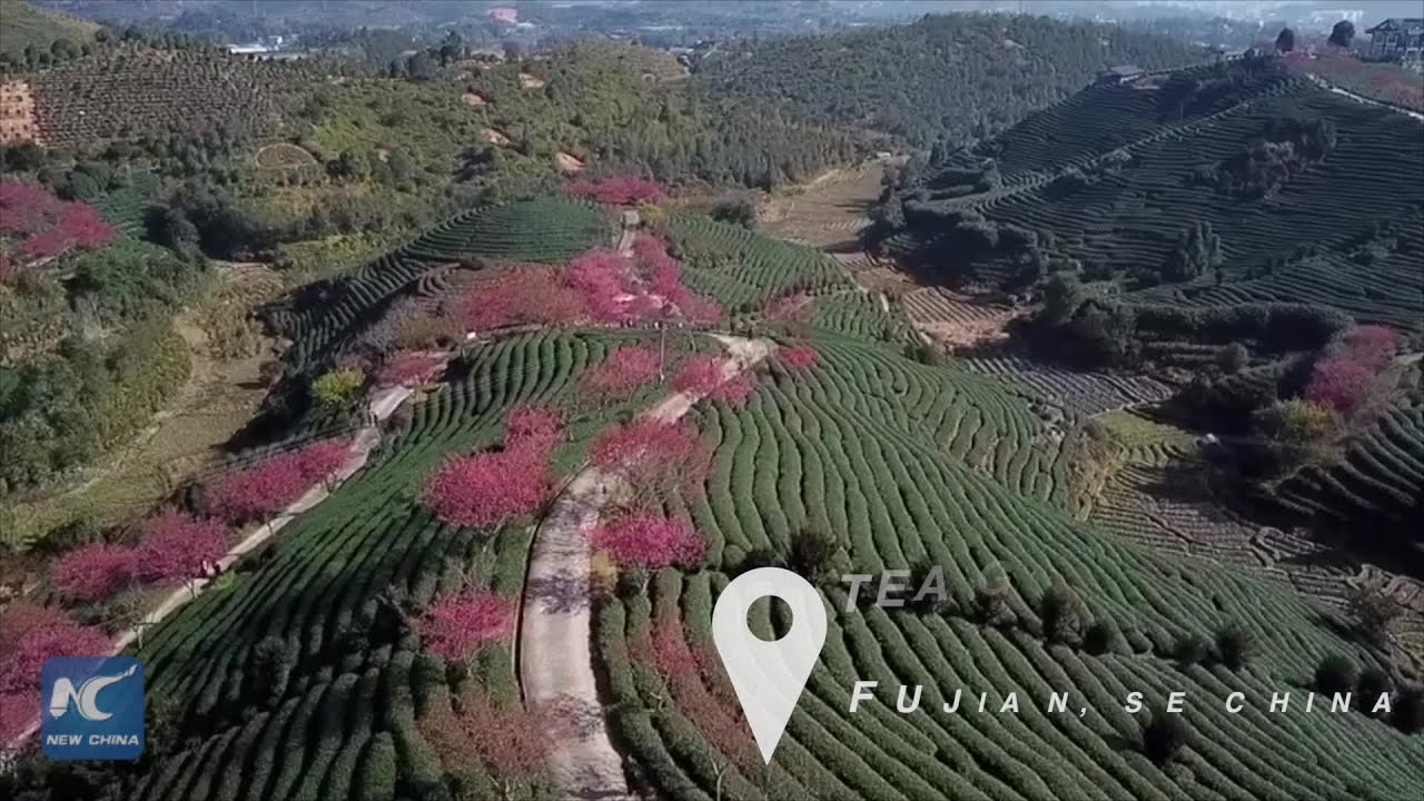 Ready for Spring! Cherry trees bloom in SE China - YouTube