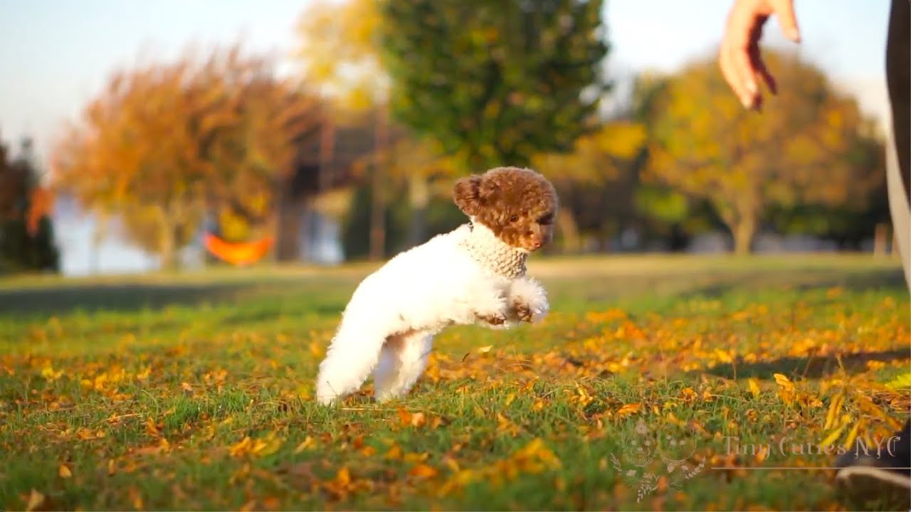 Pandora - Teacup Parti Poodle - Tiny Cuties NYC - YouTube