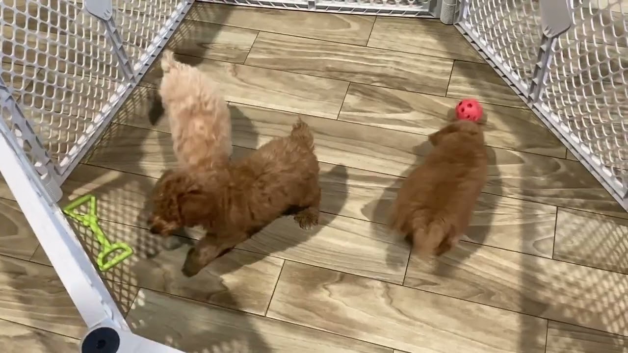 Cute and Adorable Poodles - YouTube