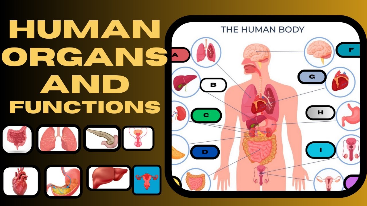 CAN YOU GUESS THE HUMAN INTERNAL ORGANS AND THEIR FUNCTIONS? HUMAN BODY ...