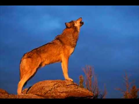 WOLVES HOWLING SOUND EFFECT in Best Quality - YouTube