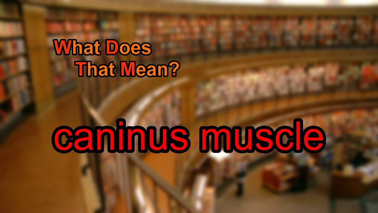 What does caninus muscle mean? - YouTube