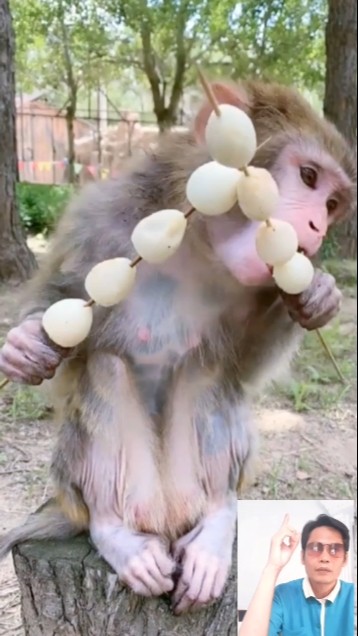 Monyet lucu makan sate telur #cute #funny #monkey - YouTube
