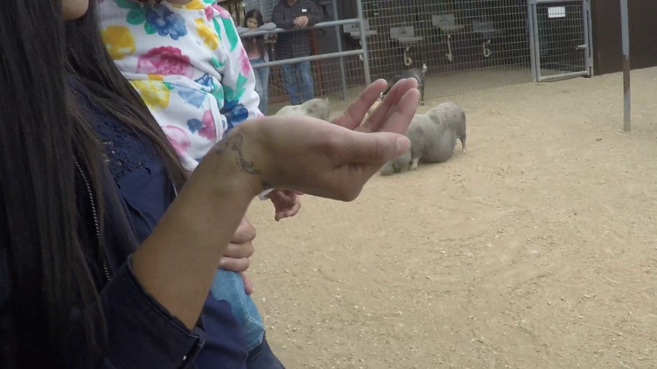 Snake Farm petting zoo - YouTube
