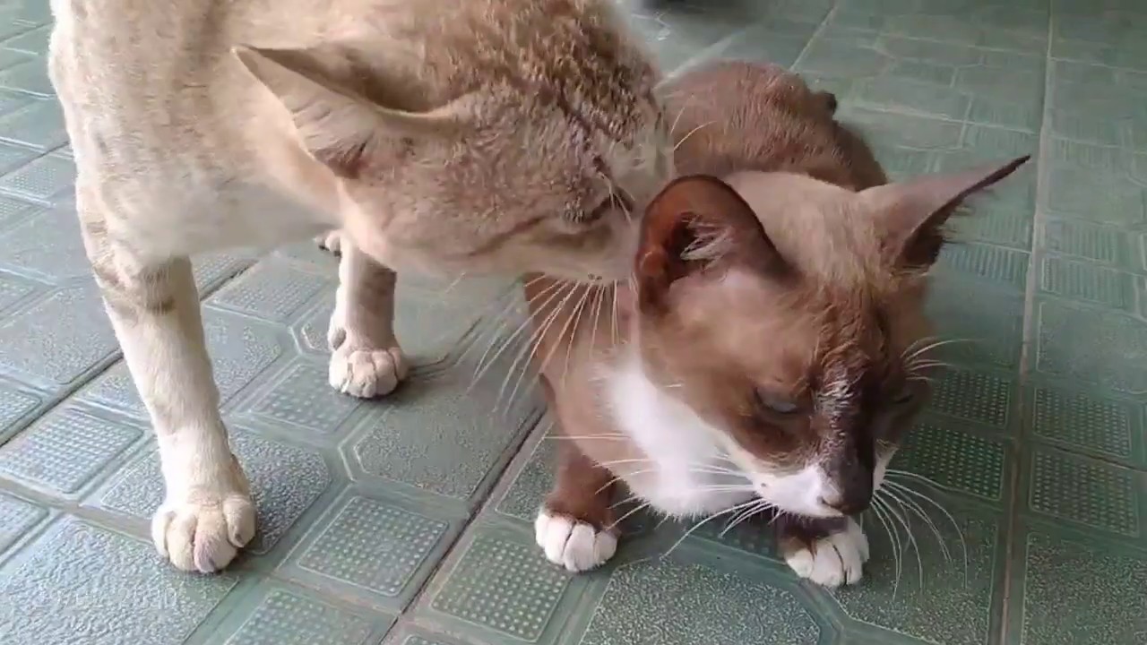 Keluarga Kucing Coklat - YouTube
