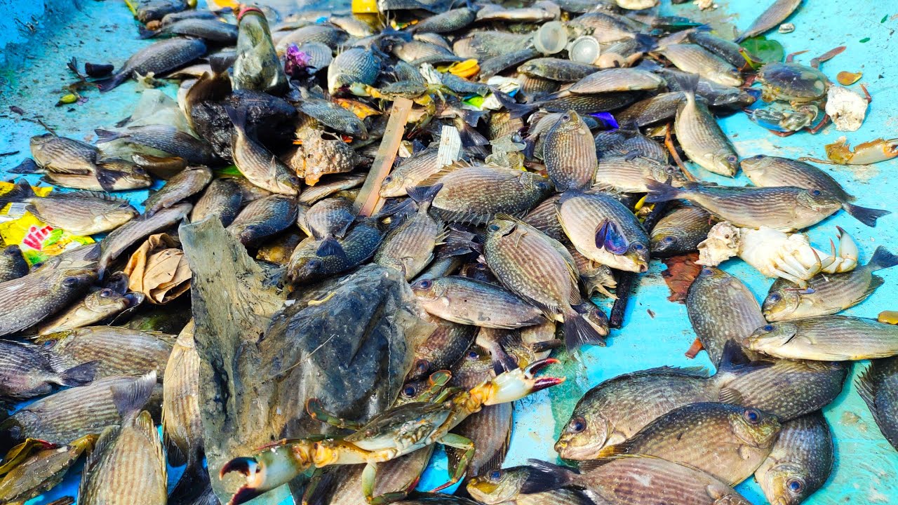 amazing rabbit fish catching skills | catching lot of rabbit fish in ...