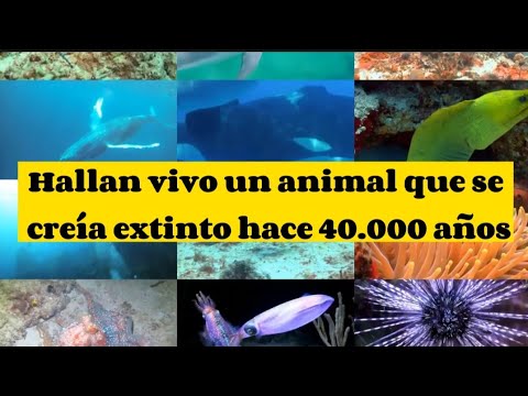 Hayan vivo a un animal que se creía extinto hace 40.000 años - YouTube