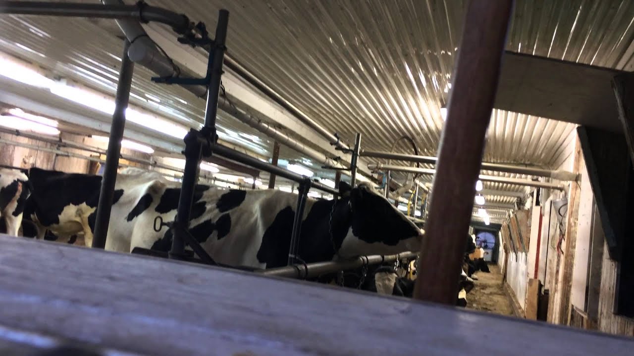 Exposing dairy farms and cow conditions in Quebec (undercover - YouTube