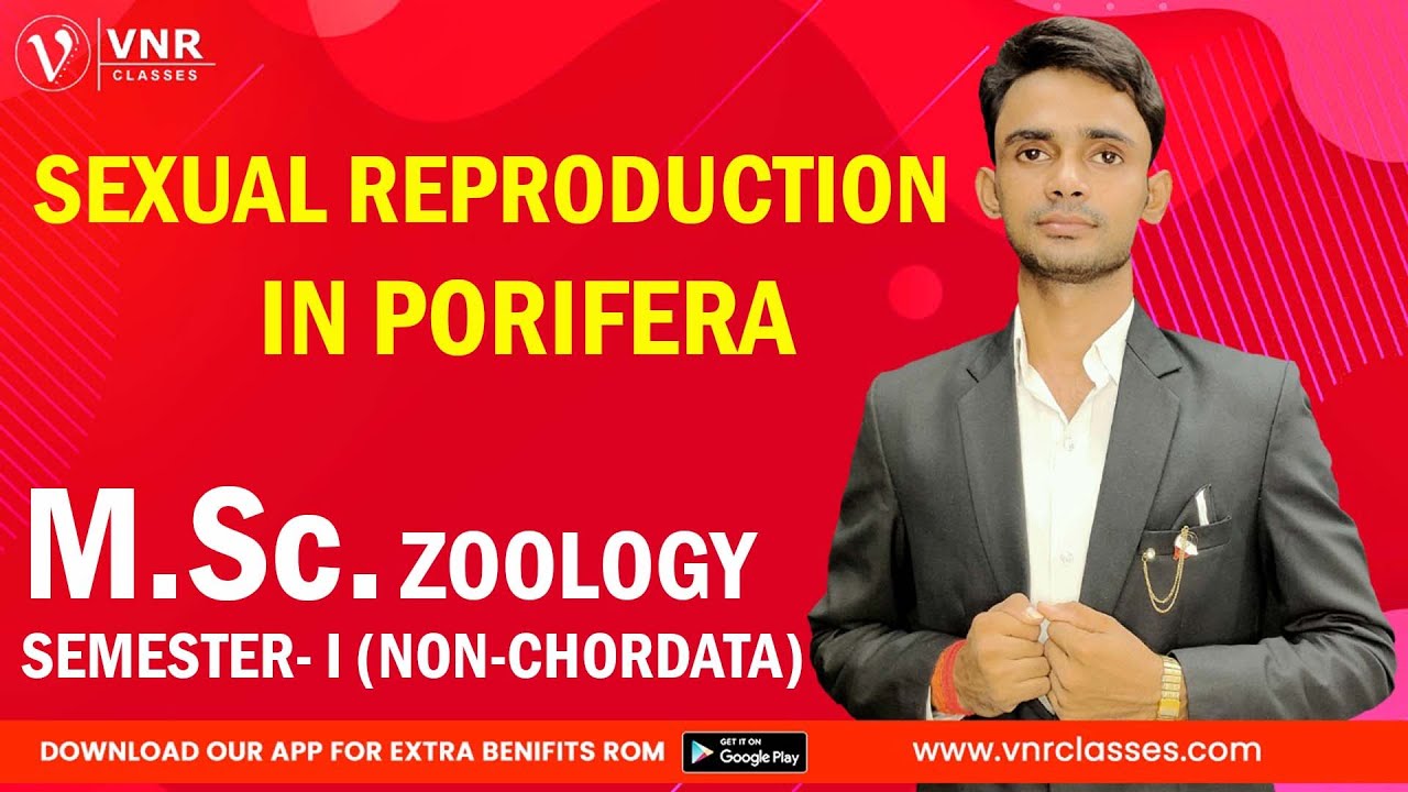 SEXUAL REPRODUCTION IN PORIFERA || ZOOLOGY || M.Sc. SEMESTER- I ...